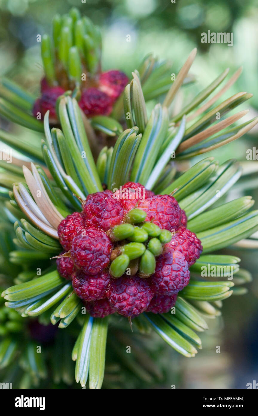 BRISTLECONE PINE cone in bloom Pinus longaeva White Mountains ...