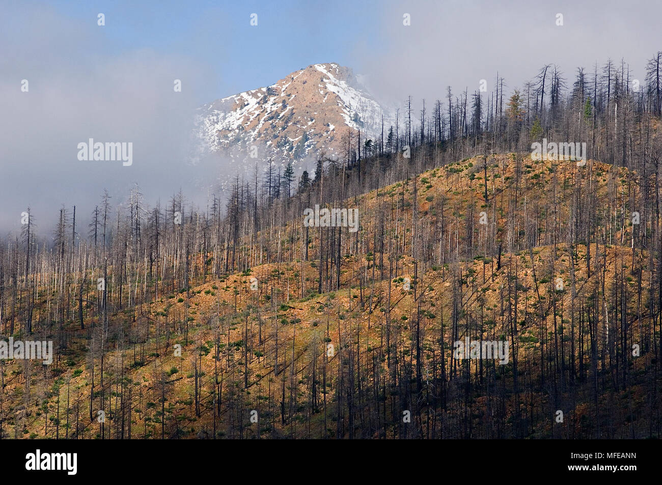 SISKIYOU MOUNTAINS 2002 Biscuit Fire burn Kalmiopsis Wilderness Stock ...