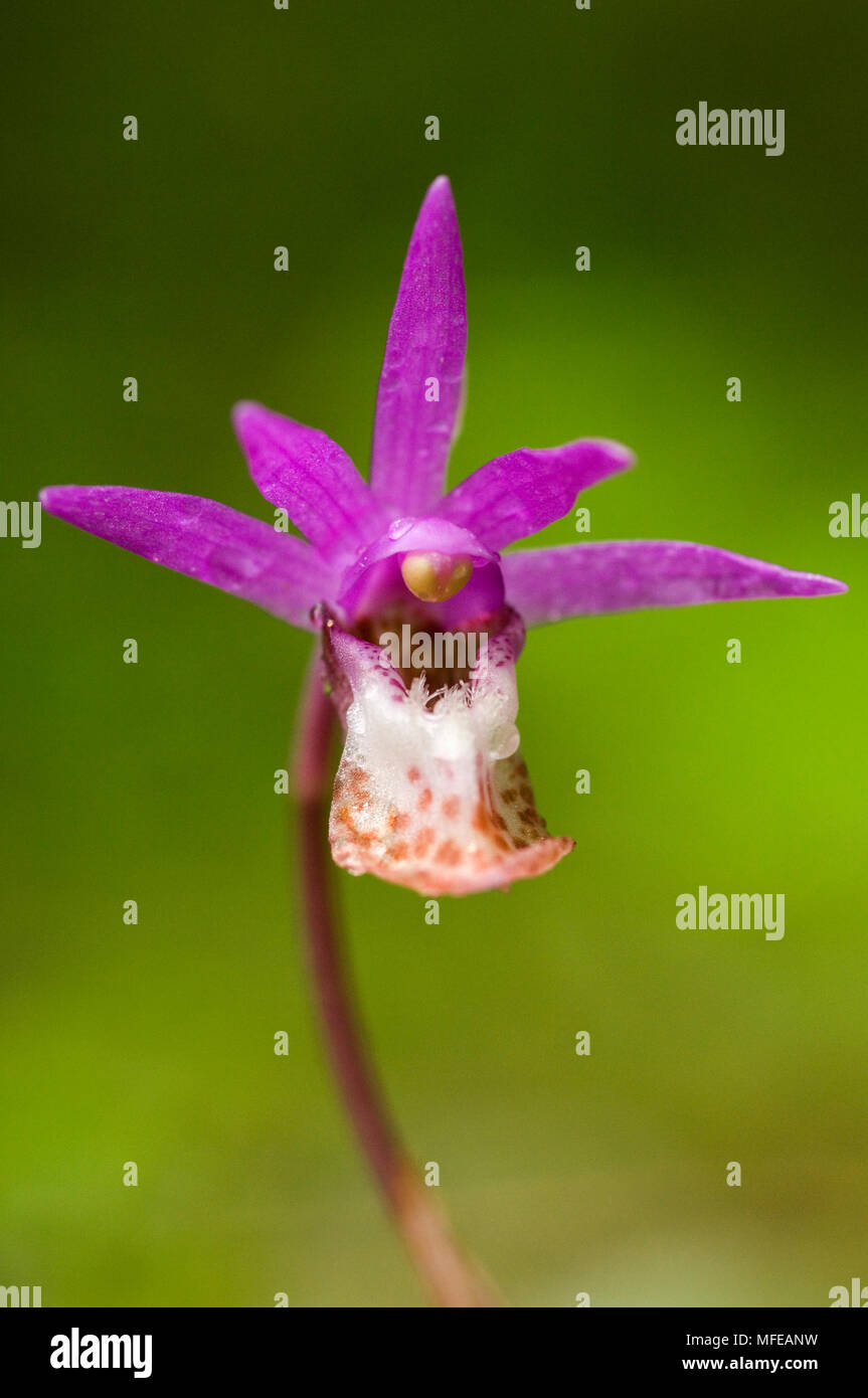 FAIRY SLIPPER ORCHID Calypso bulbosa Cascade-Siskiyou National Monument ...