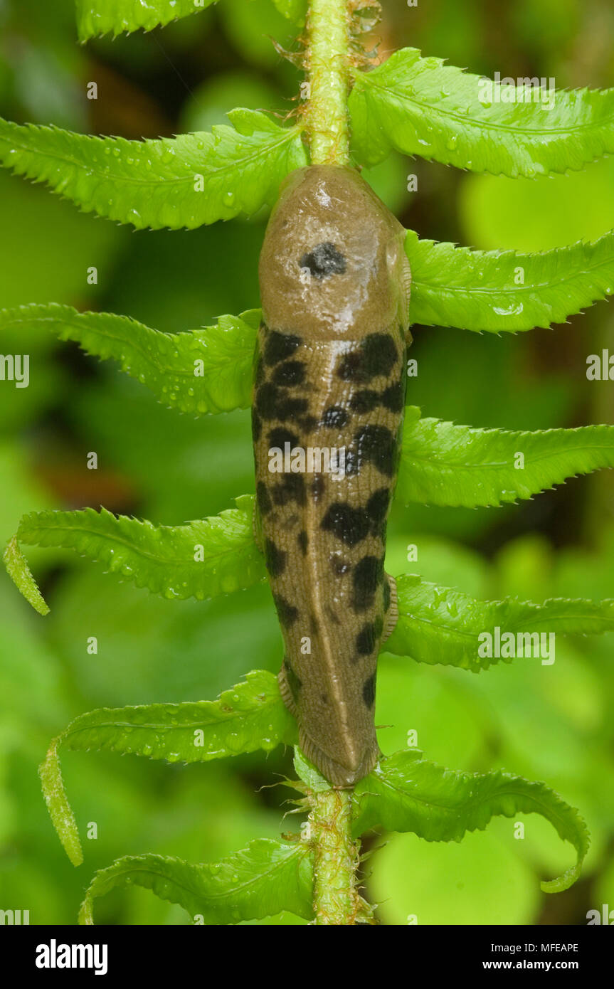 BANANA SLUG resting on sword fern Ariolimax columbianus Olympic ...