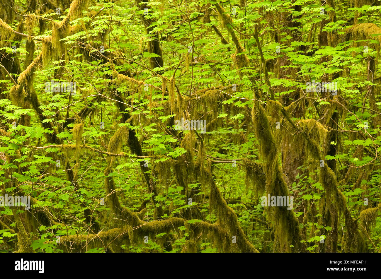 Hoh river valley hi-res stock photography and images - Alamy