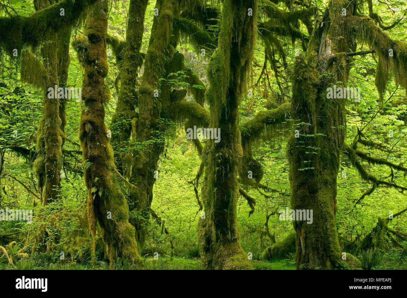 Hoh river valley hi-res stock photography and images - Alamy
