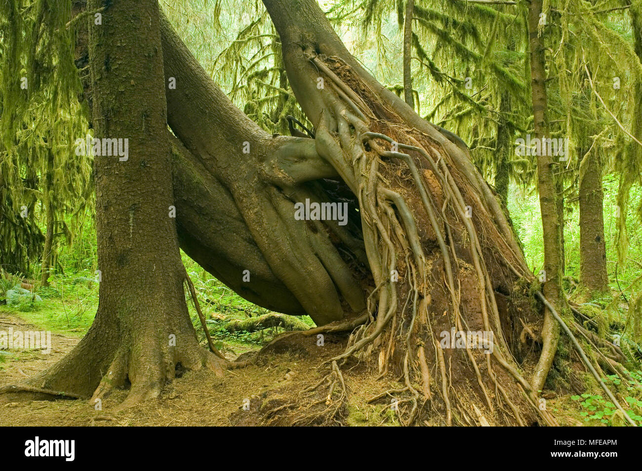 HEMLOCK TREES were "born" in old stump, now rotted away Temperate ...