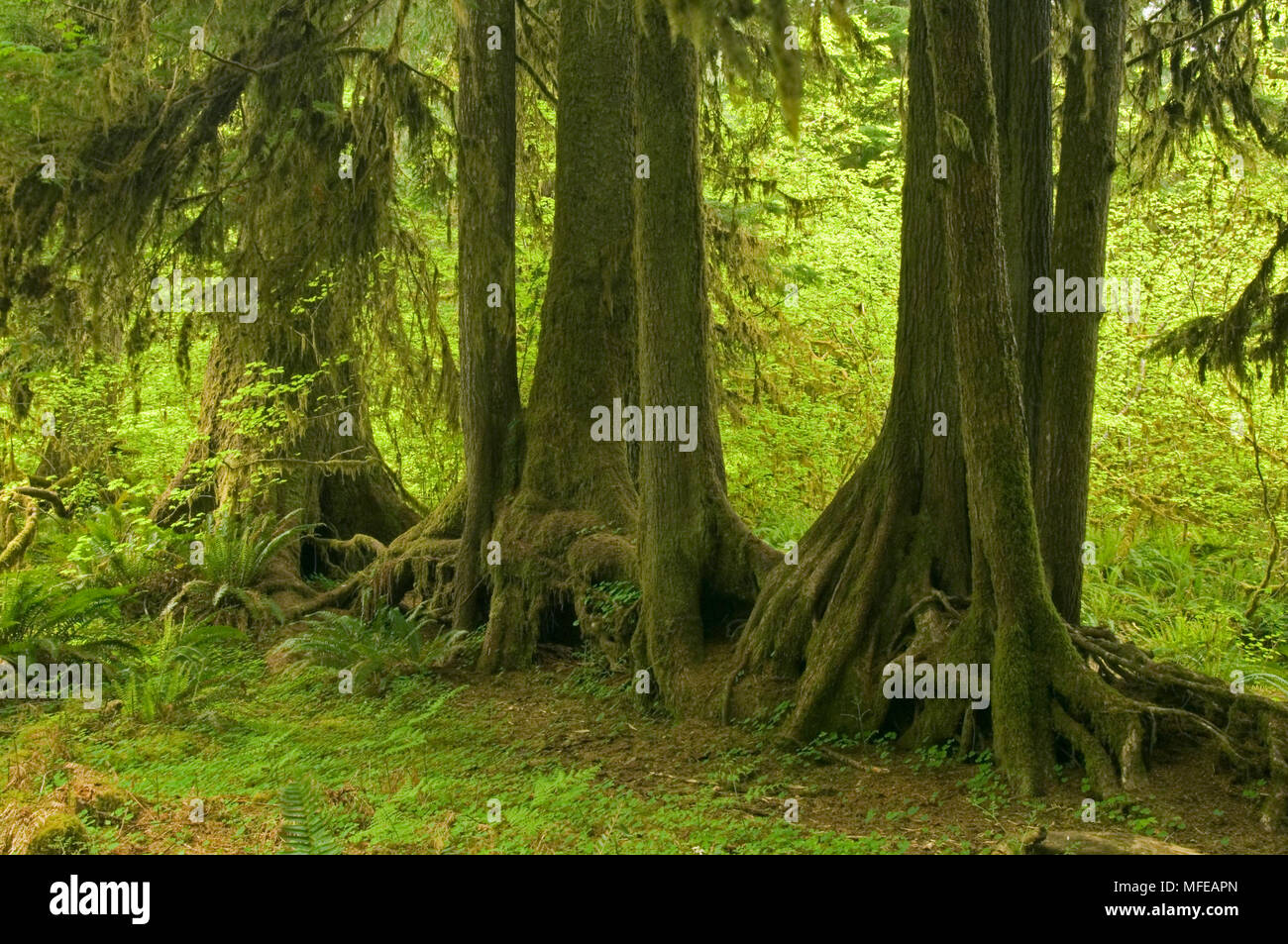 HEMLOCK TREES Nurse log supports new growth Hoh River Valley, Hall of ...