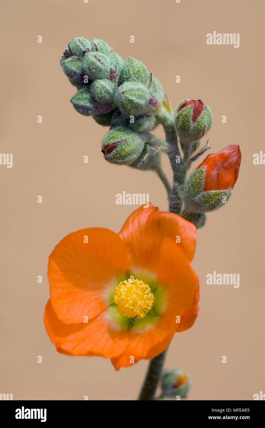 DESERT GLOBE MALLOW Sphaeralcia ambigua Northern Arizona Stock Photo ...