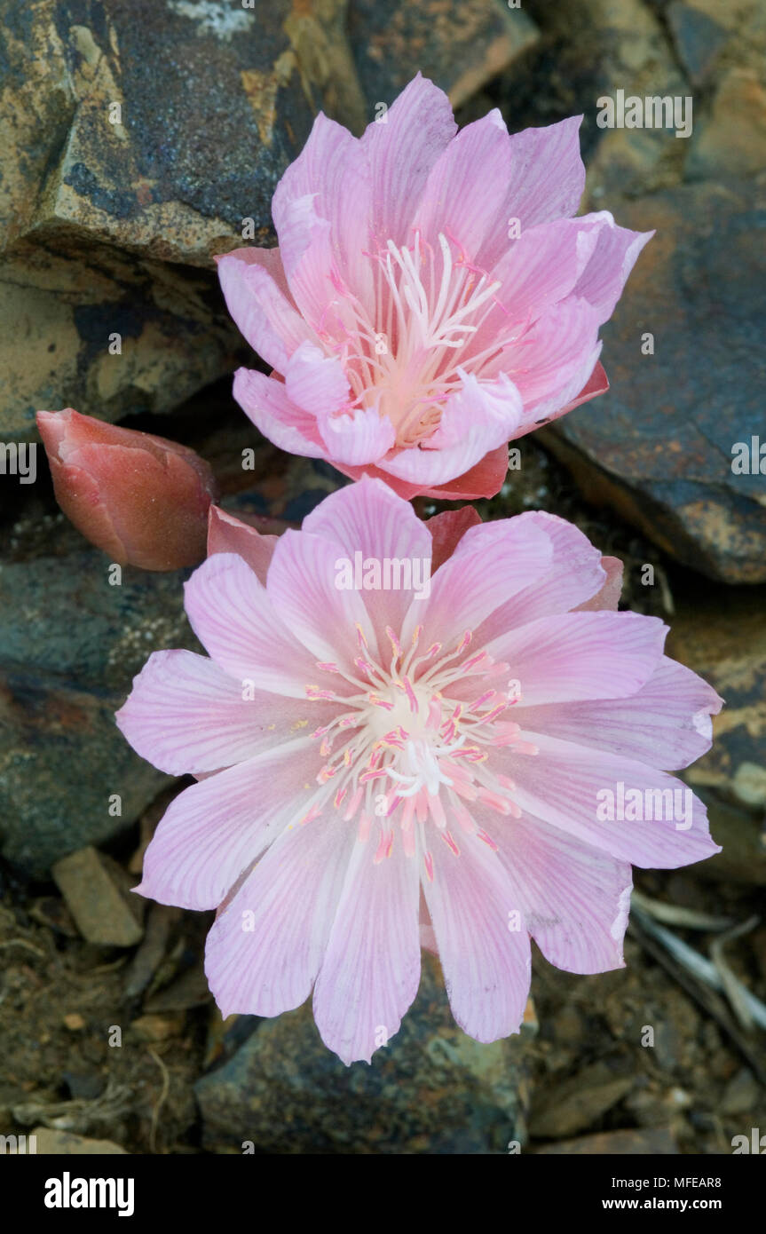 Lewisia rediviva hi-res stock photography and images - Alamy