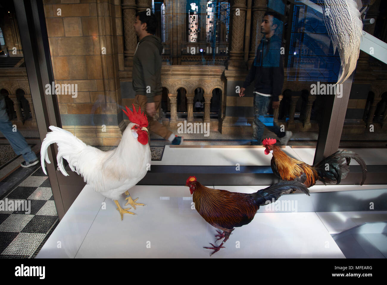 Birds exhibit at the Natural History Museum in London, England, United ...