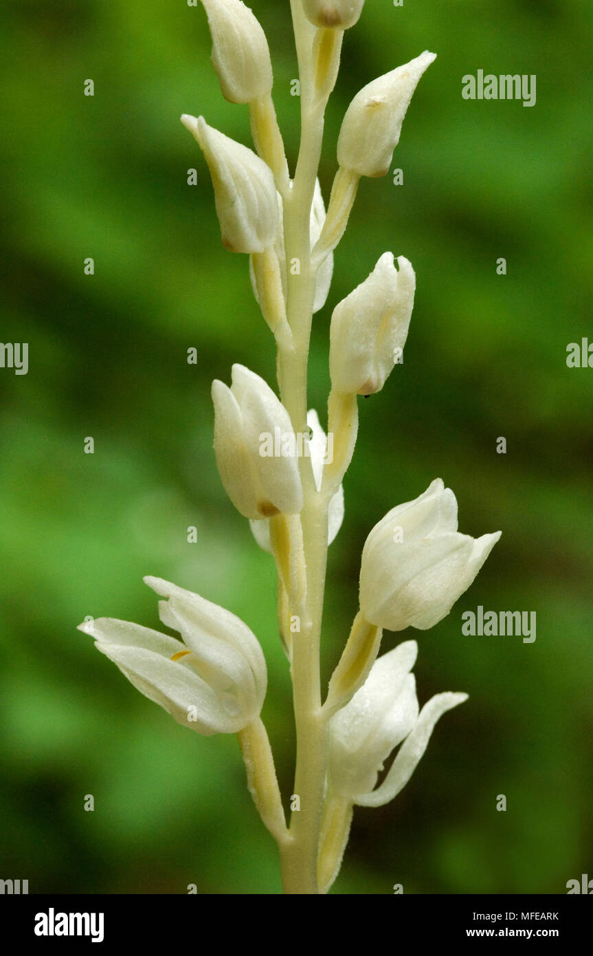 PHANTOM ORCHID Cephalanthera austiniae Cascade-Siskiyou National ...