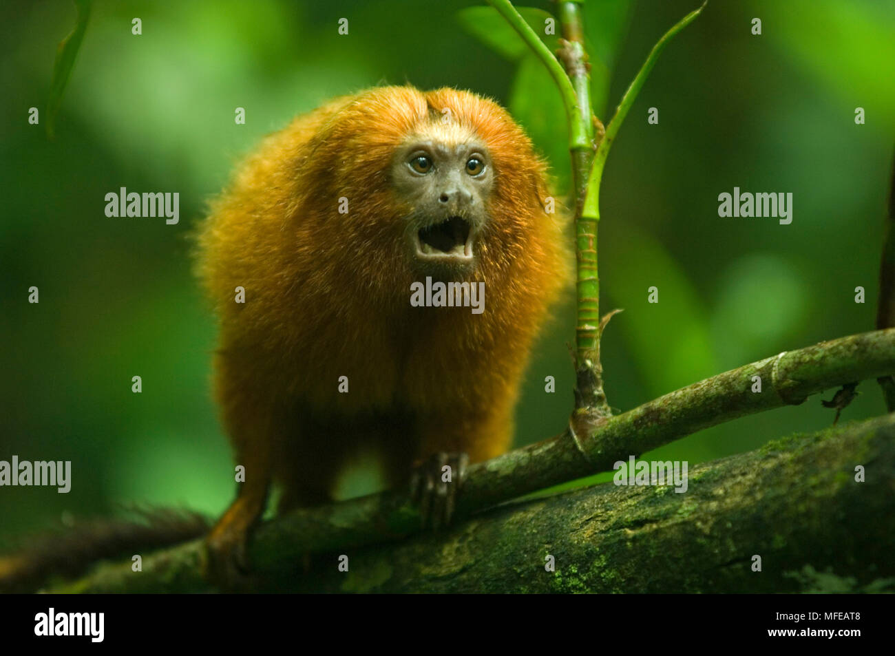 GOLDEN LION TAMARIN in the wild Leontopithecus rosalia Poco das Antes ...