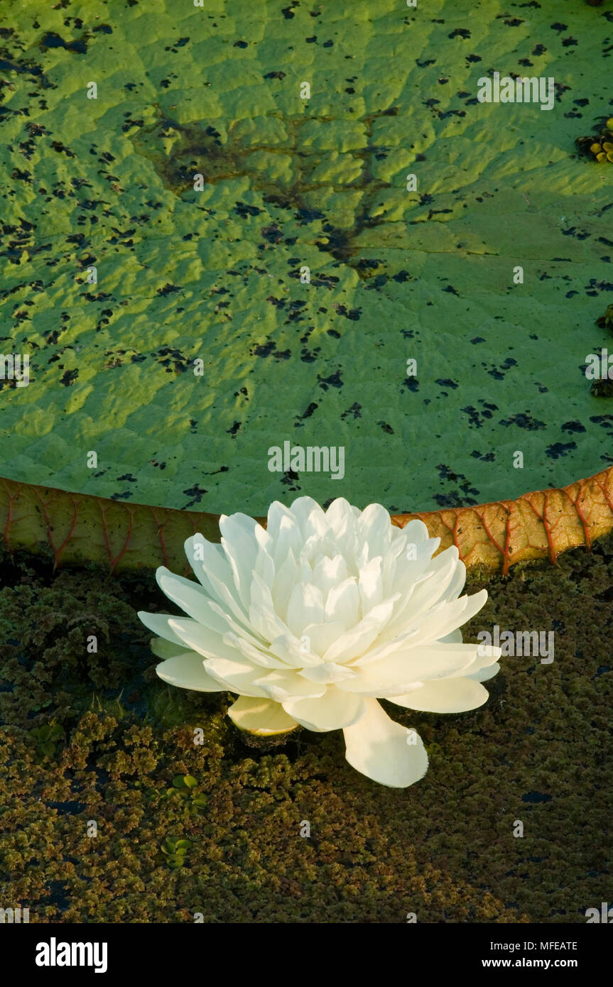 GIANT AMAZON WATER LILY Victoria regia Pantanal, Brazil Stock Photo - Alamy