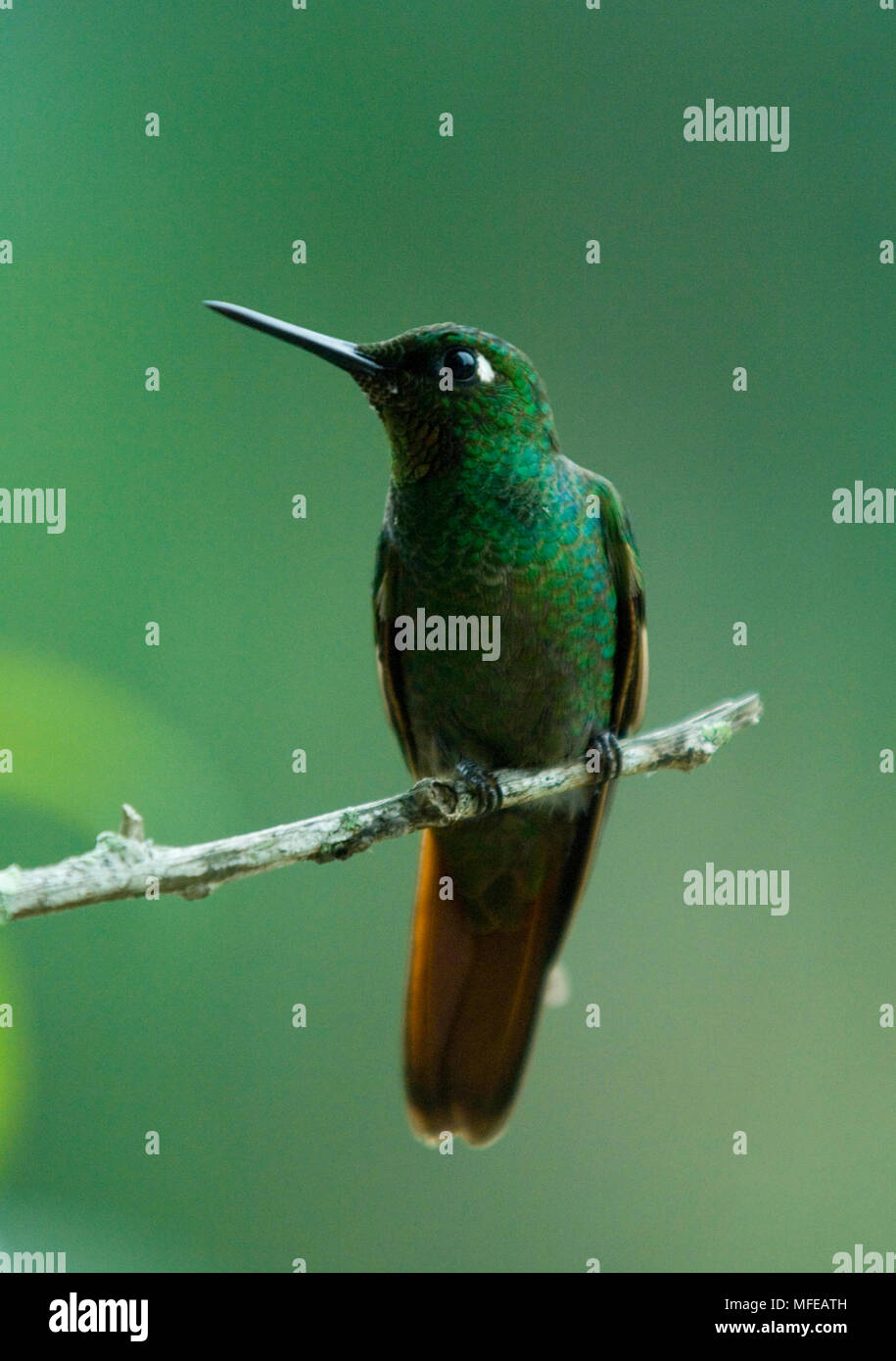 Brazilian ruby hummingbird hi-res stock photography and images - Alamy