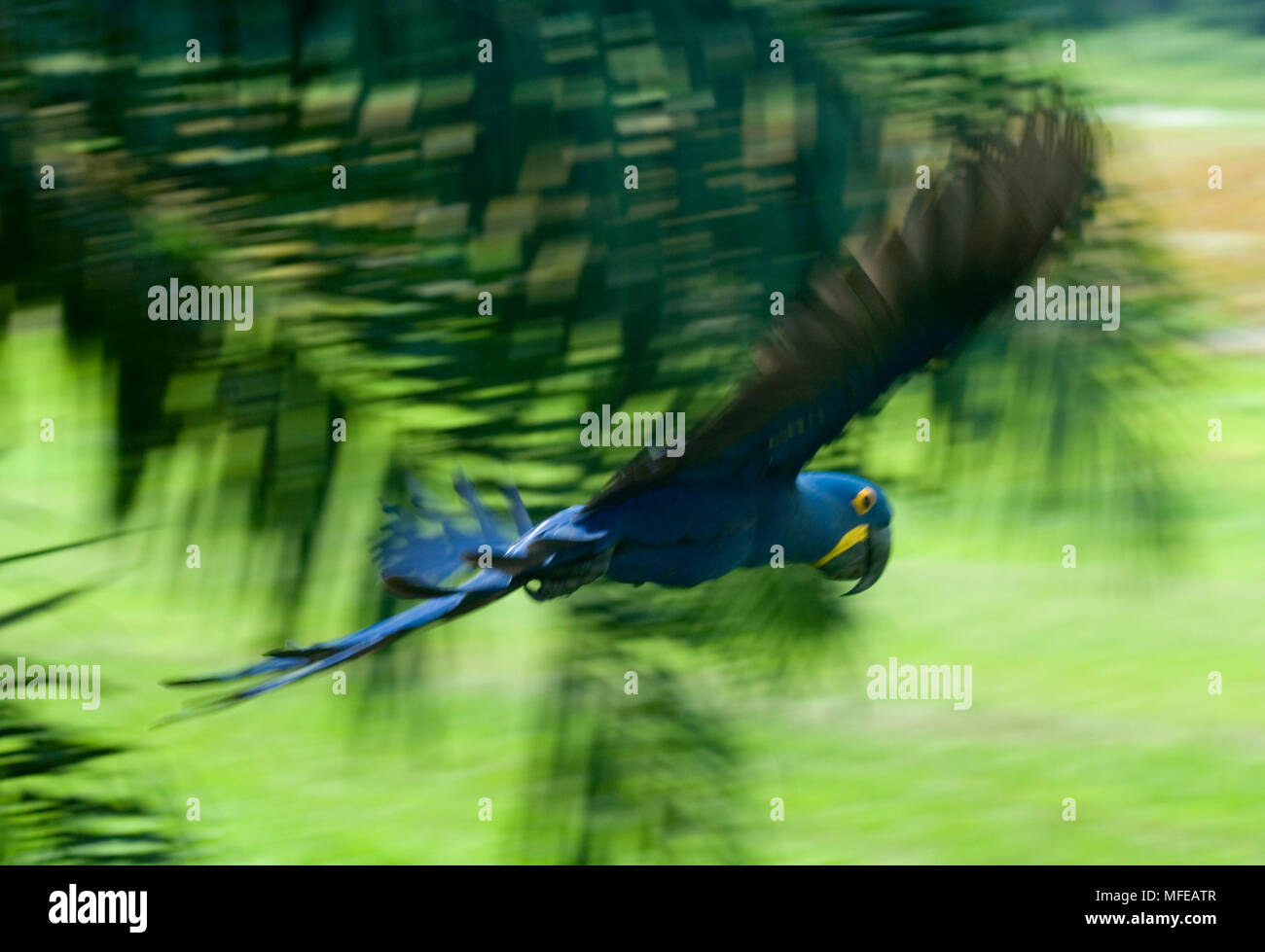 Worlds largest parrot hi-res stock photography and images - Alamy
