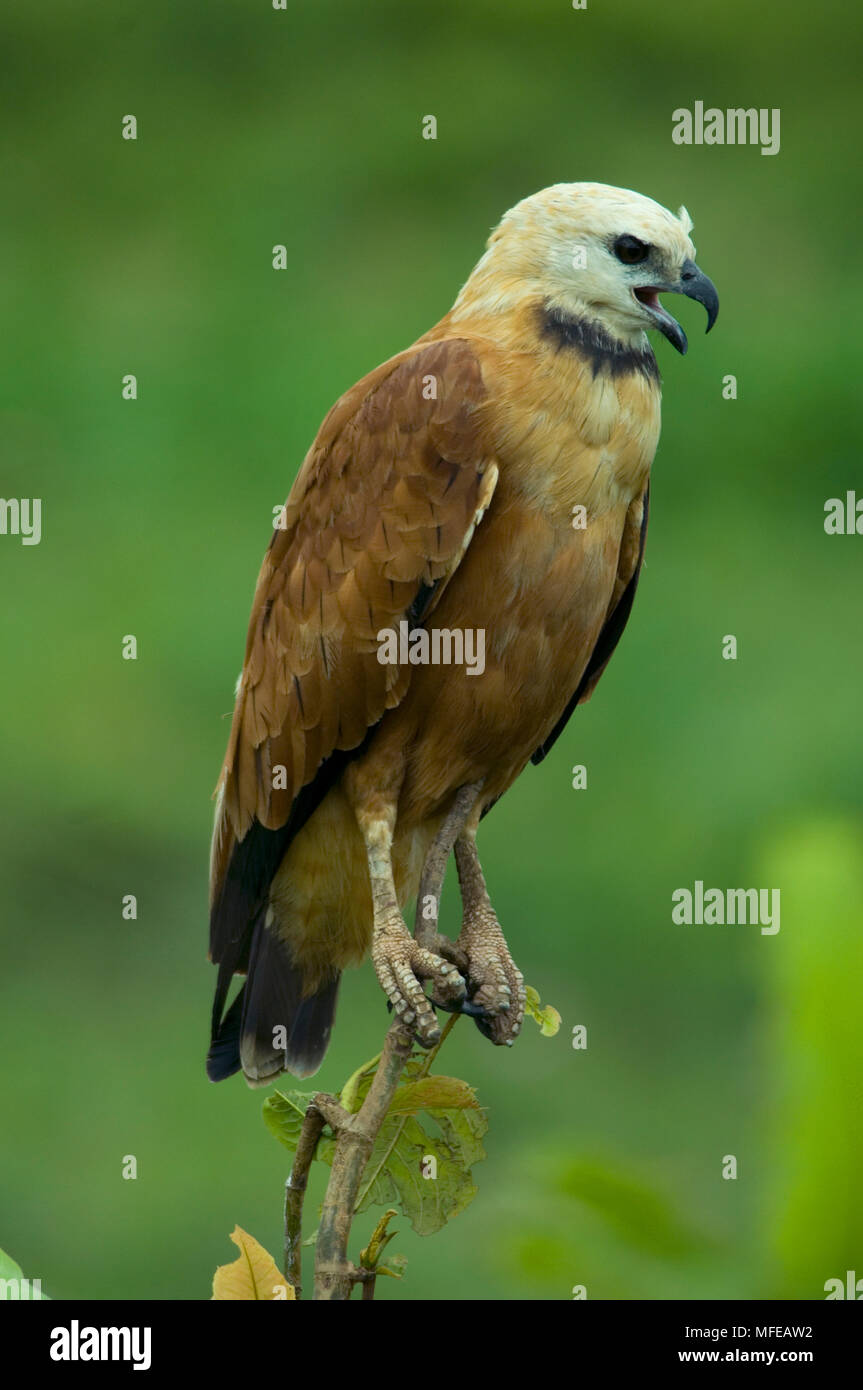 Black collared hawks hi-res stock photography and images - Alamy