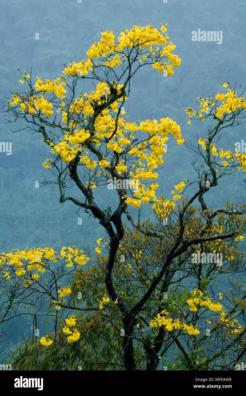 YELLOW TRUMPET TREE or Ype Tree Tabebuia chrysotricha Itatiaia National ...