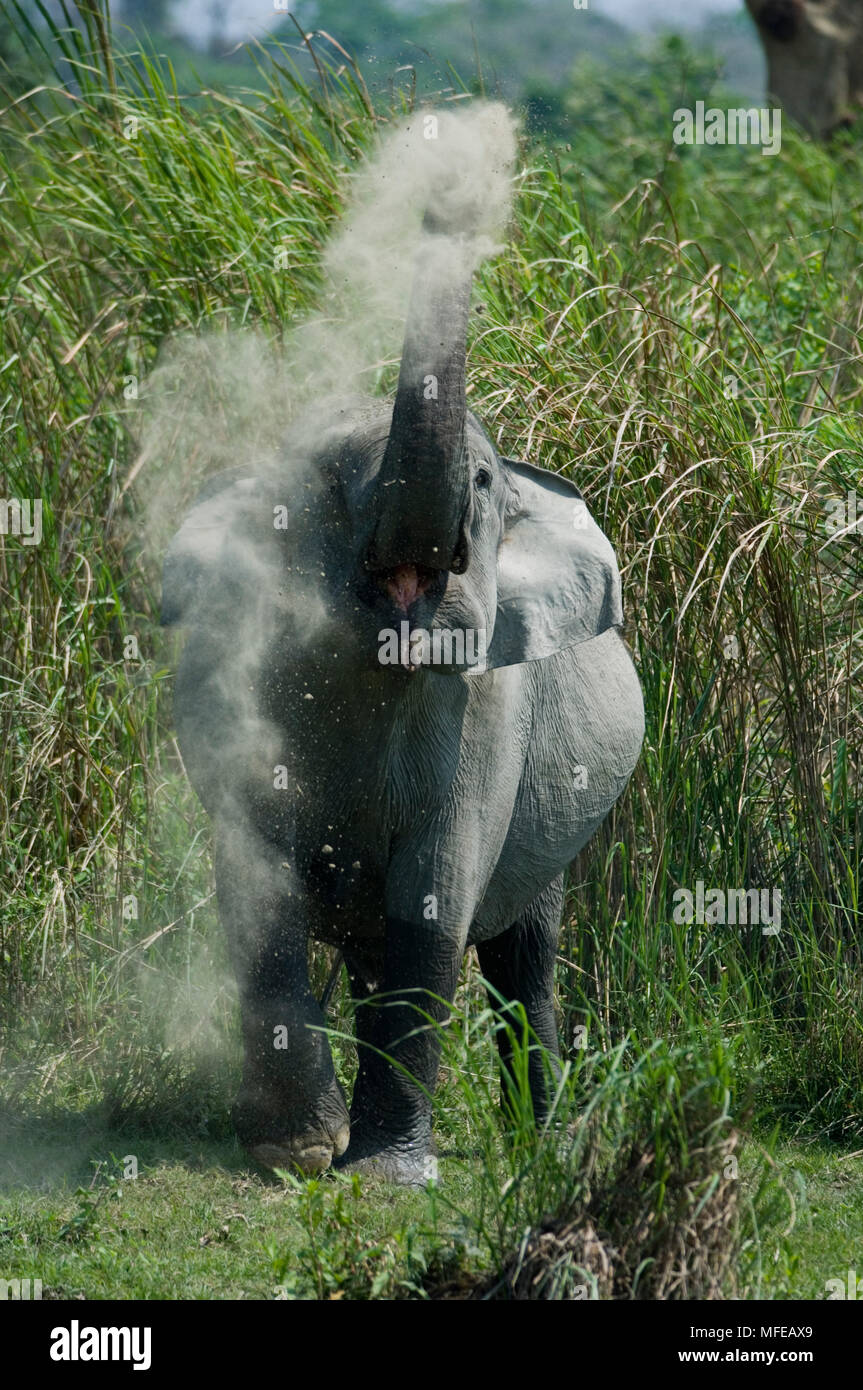 ASIAN ELEPHANT dust-bathing Elephas maximus Kaziranga National Park ...
