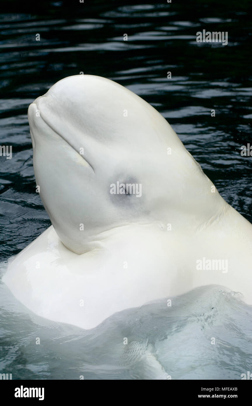 BELUGA WHALE head detail Delphinapterus leucas Vancouver Aquarium ...