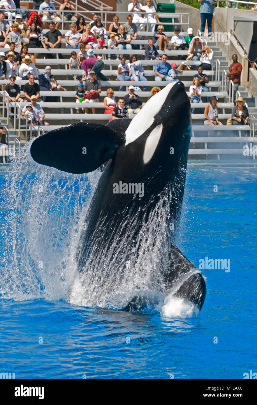 Sea world animals san diego hi-res stock photography and images - Alamy