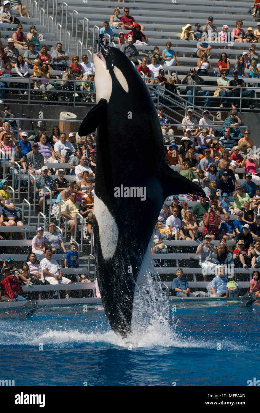 KILLER WHALE or ORCA jumping Orcinus orca Sea World, San Diego, USA ...