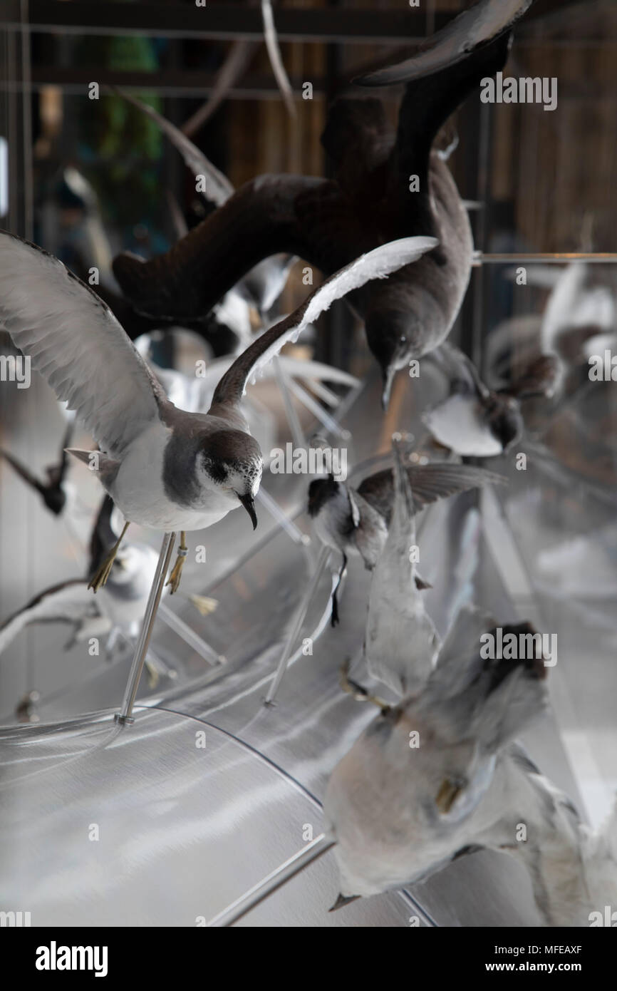Birds exhibit at the Natural History Museum in London, England, United ...
