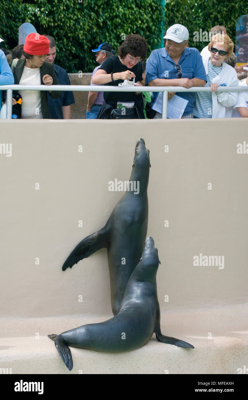 CALIFORNIA SEA LIONS being fed fish by tourists Sea World, San Diego ...