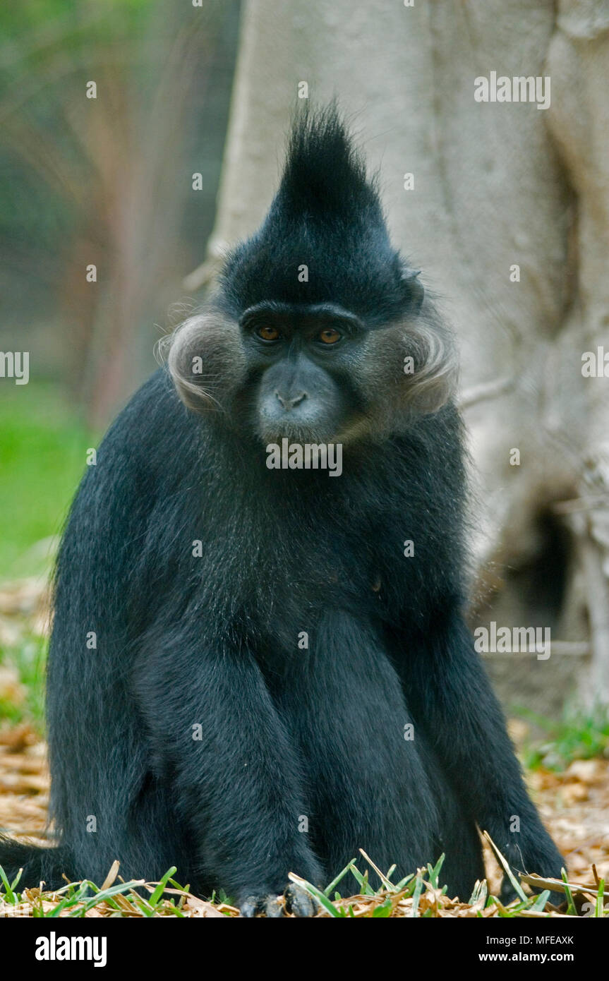 FRANCOIS' LANGUR Trachypithecus francoisi San Diego Zoo, USA. Native to ...