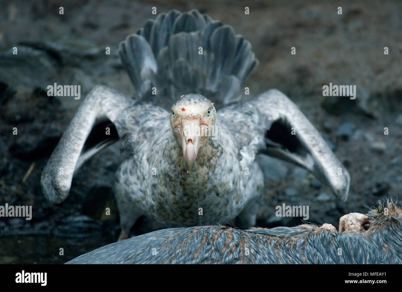 SOUTHERN GIANT PETREL eating dead Fur Seal Macronectes giganteus Bird ...