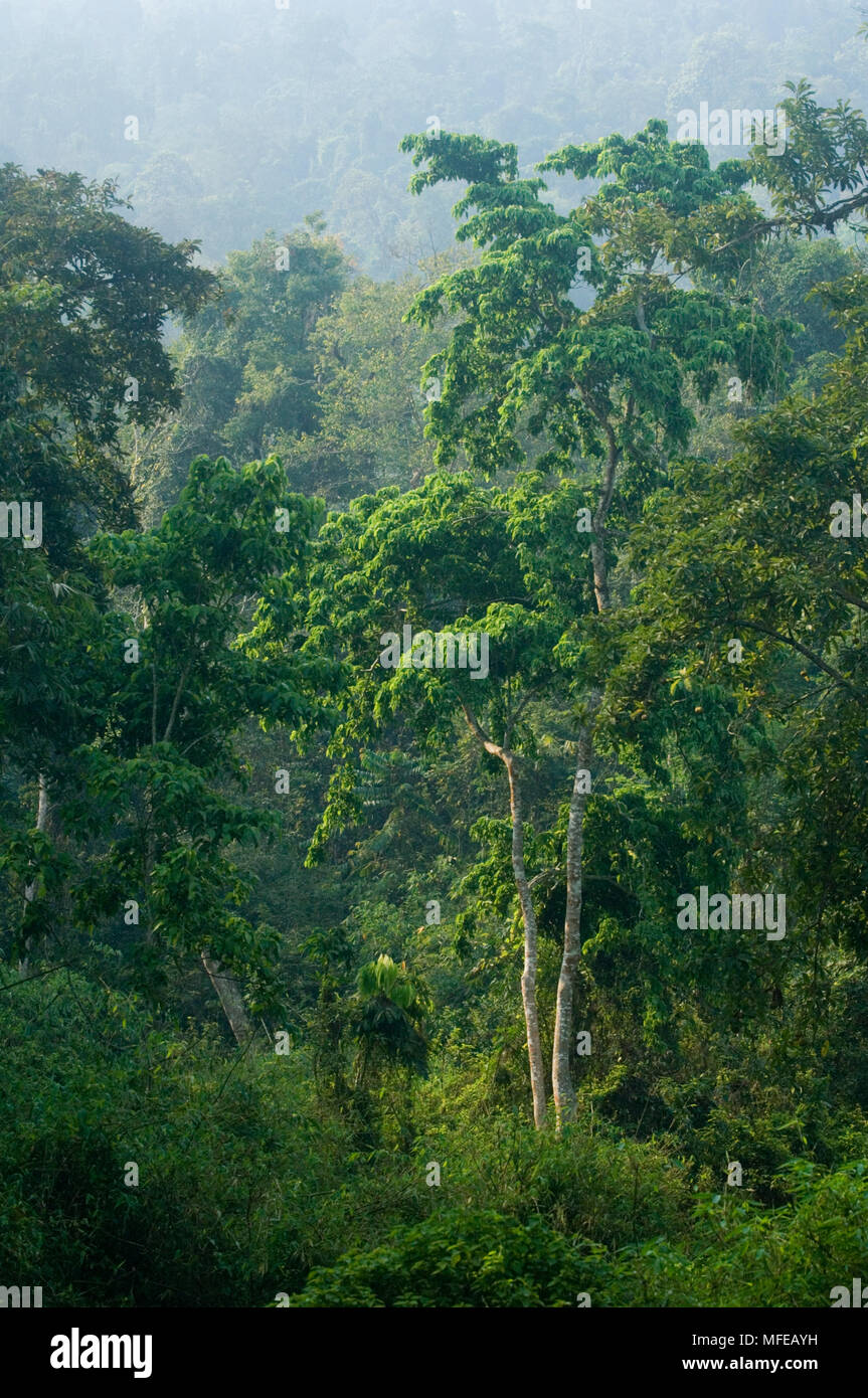 INDO-MALAYAN TROPICAL FOREST Panbari Reserve, Kaziranga National Park ...