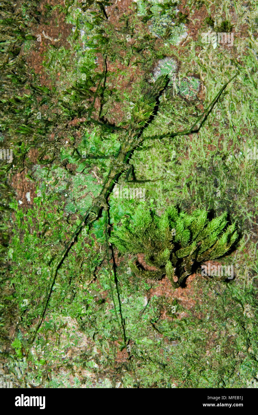 Stick insects madagascar hi-res stock photography and images - Alamy