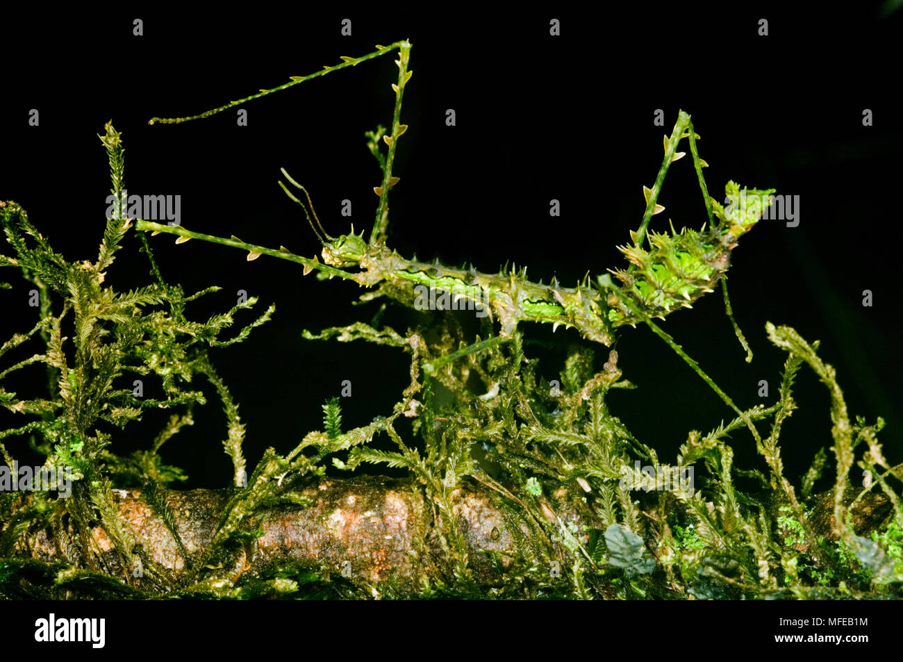 Macquersi hi-res stock photography and images - Alamy