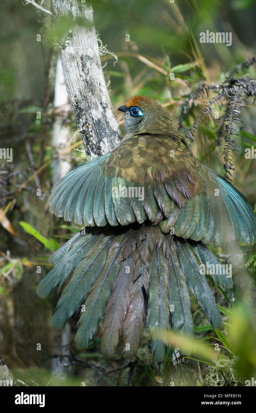 Reynaudii hi-res stock photography and images - Alamy