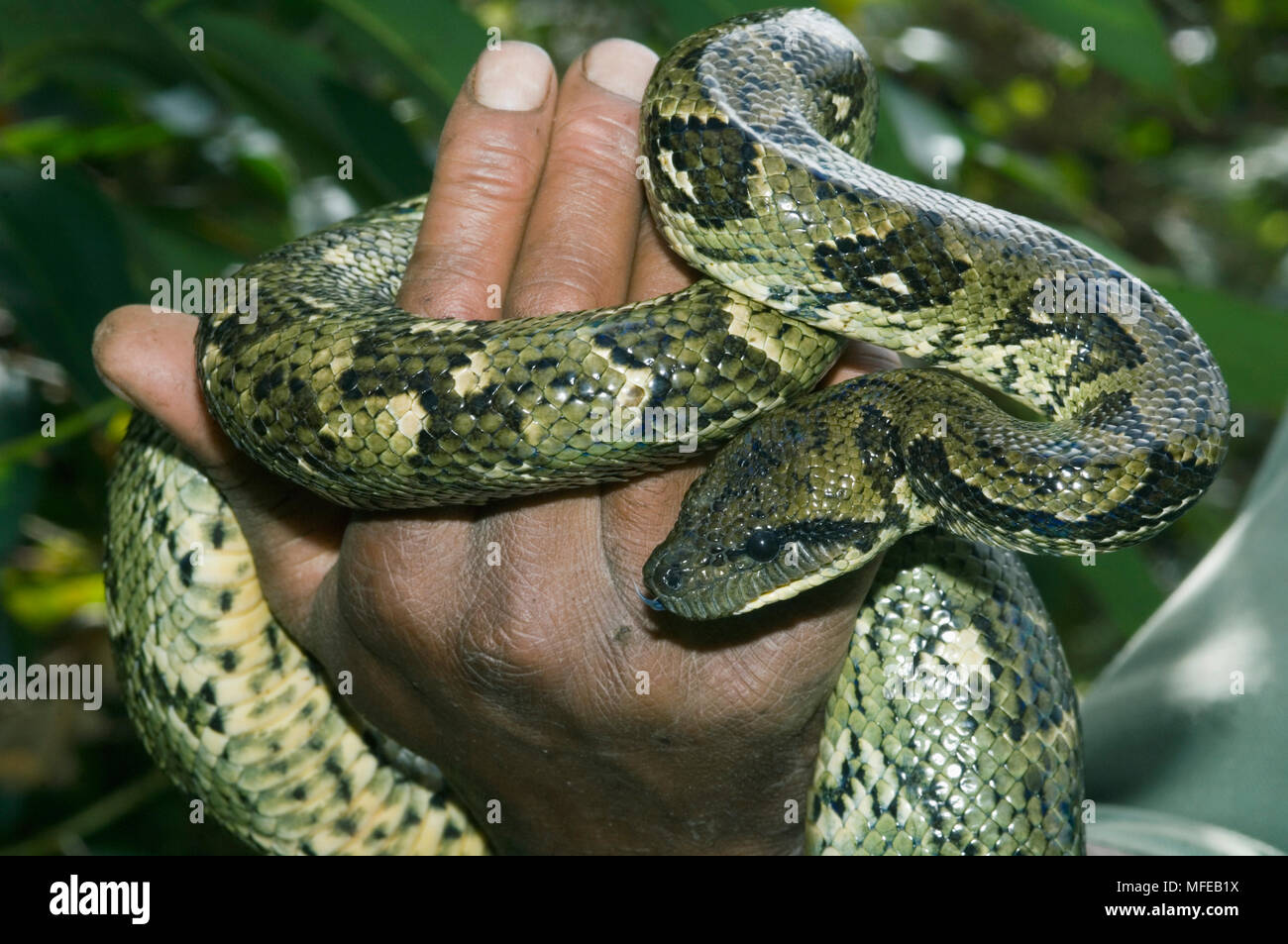 MADAGASCAR TREE BOA hand held Sanzinia madagascariensis Andasibe ...