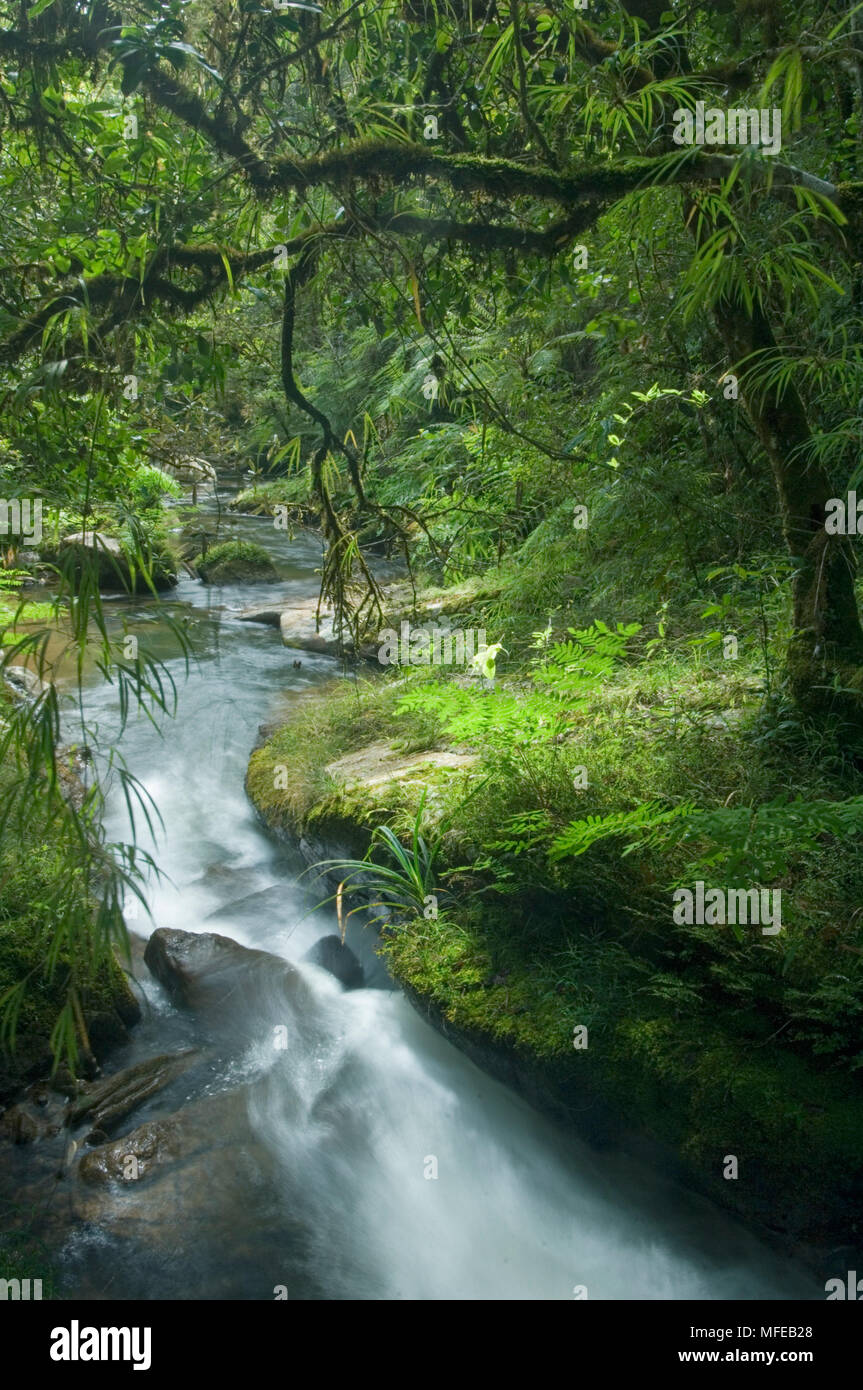 RAINFOREST STREAM Andasibe-Mantadia National Park, Madagascar Stock ...
