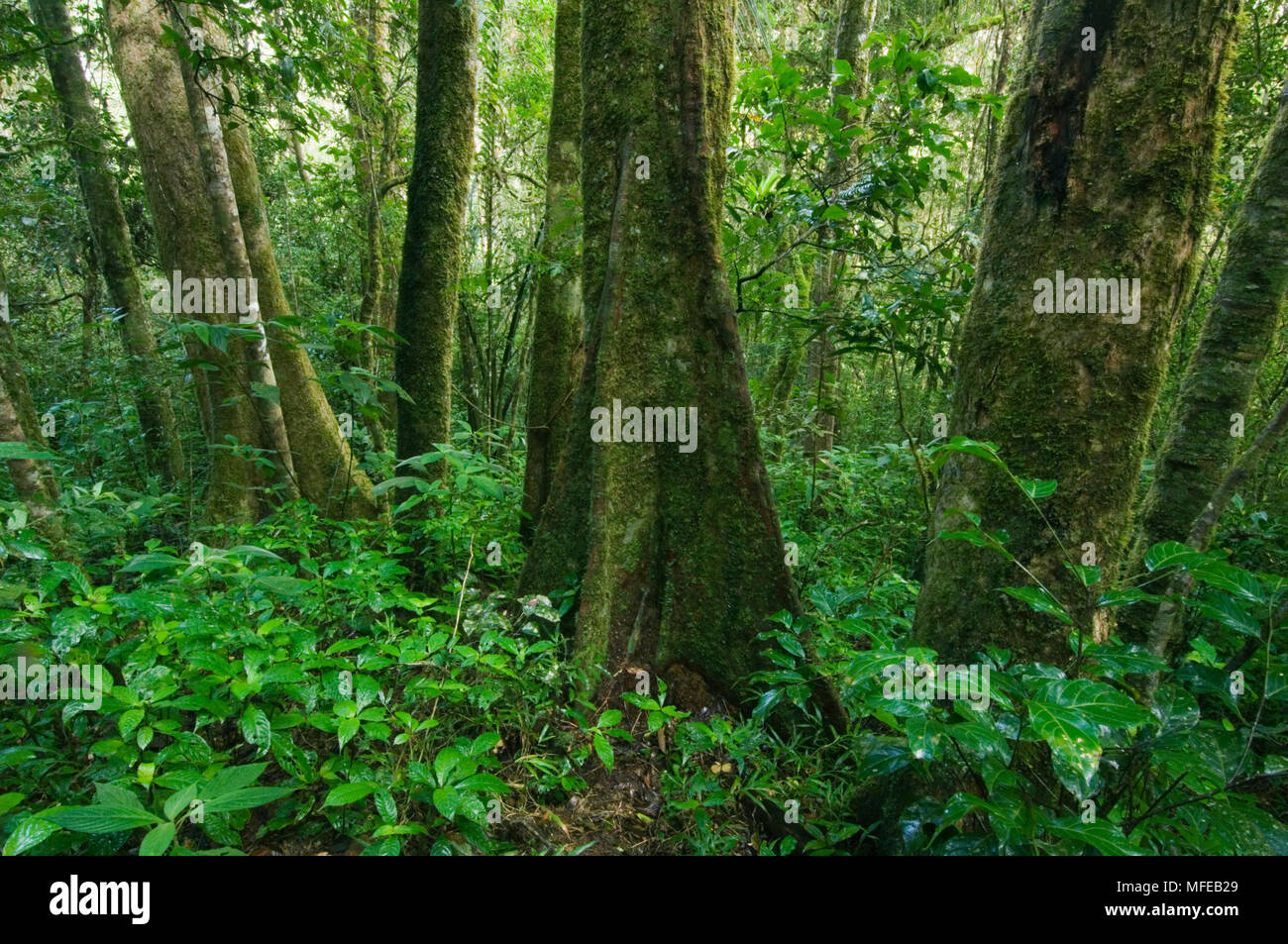 Andasibe mantadia landscape hi-res stock photography and images - Alamy