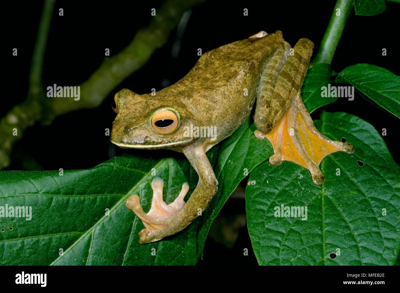 Whitelipped tree frog hi-res stock photography and images - Alamy
