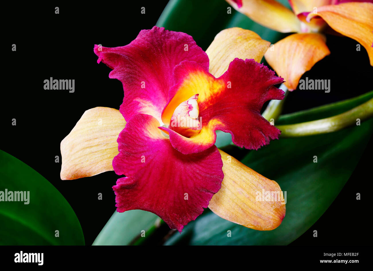 Macro photo of red dendrobium orchid with black background Stock Photo ...