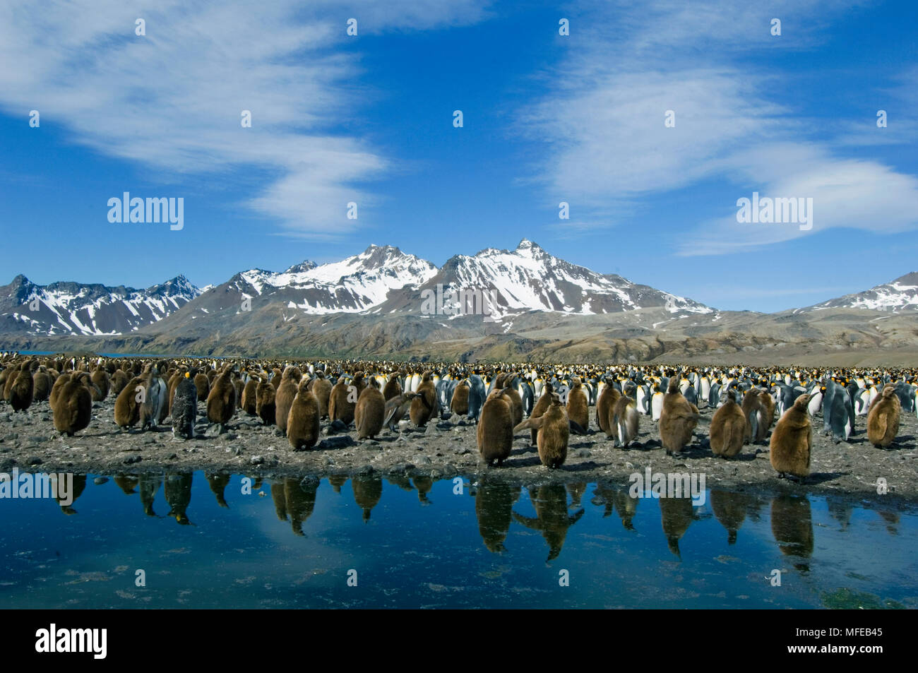 KING PENGUIN colony Aptenodytes patagonicus South Georgia Stock Photo ...