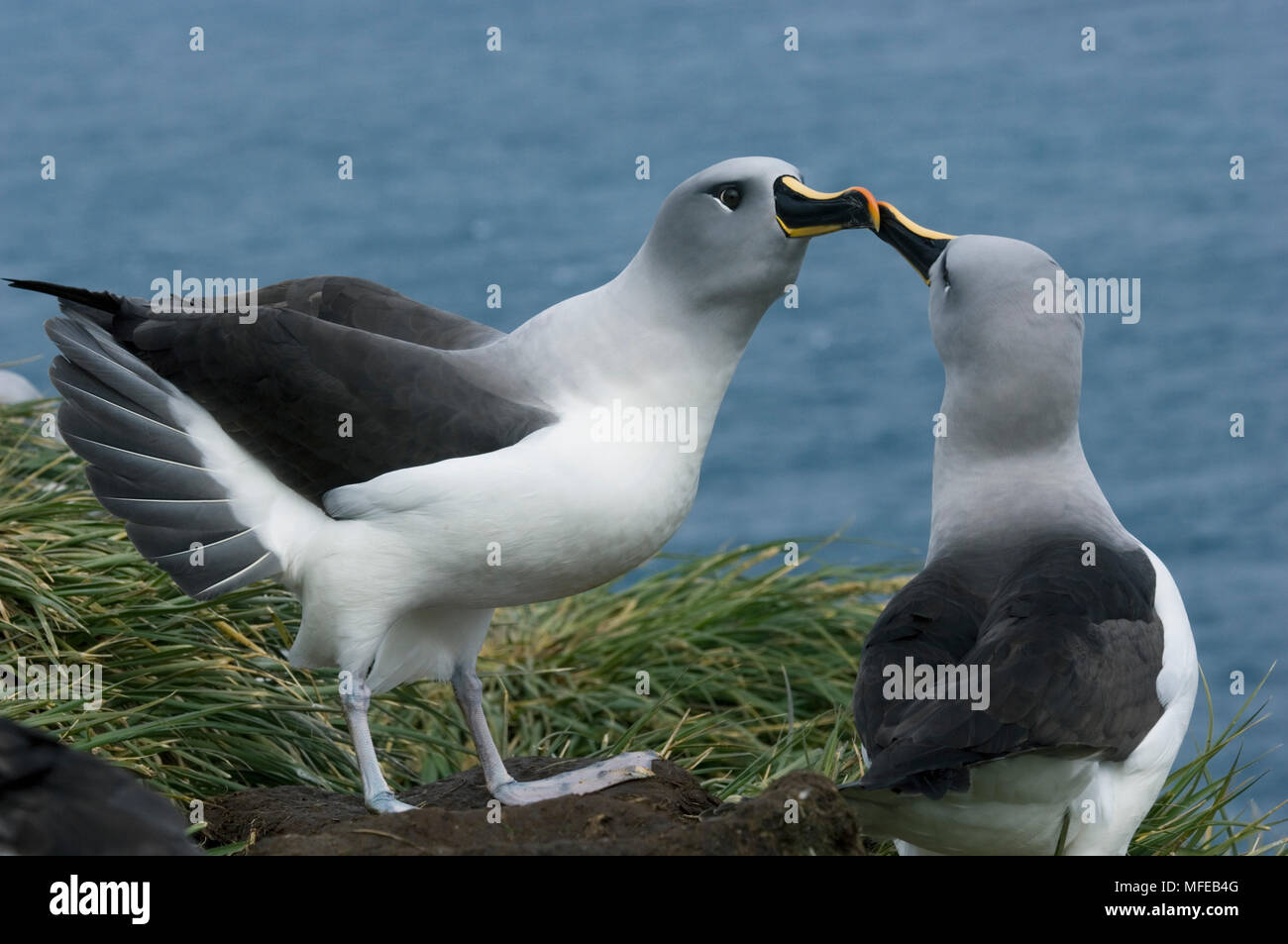 Sooty Albatross