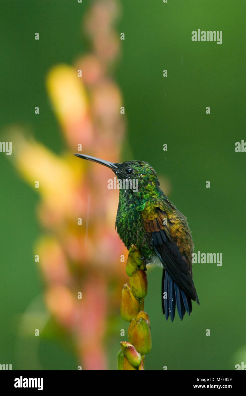 Hummingbirds trinidad hi-res stock photography and images - Alamy