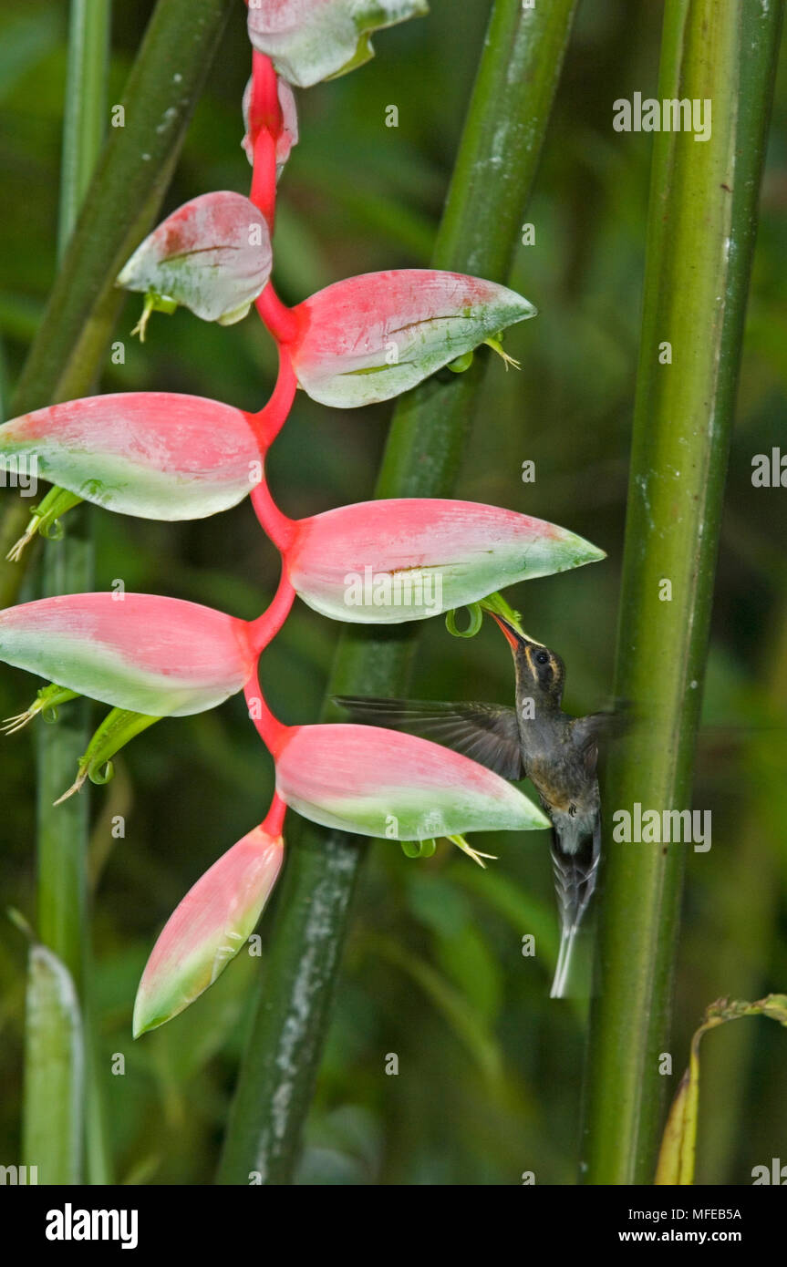 GREEN HERMIT Phaethornis guy feeding at Heliconia flower Trinidad Stock ...
