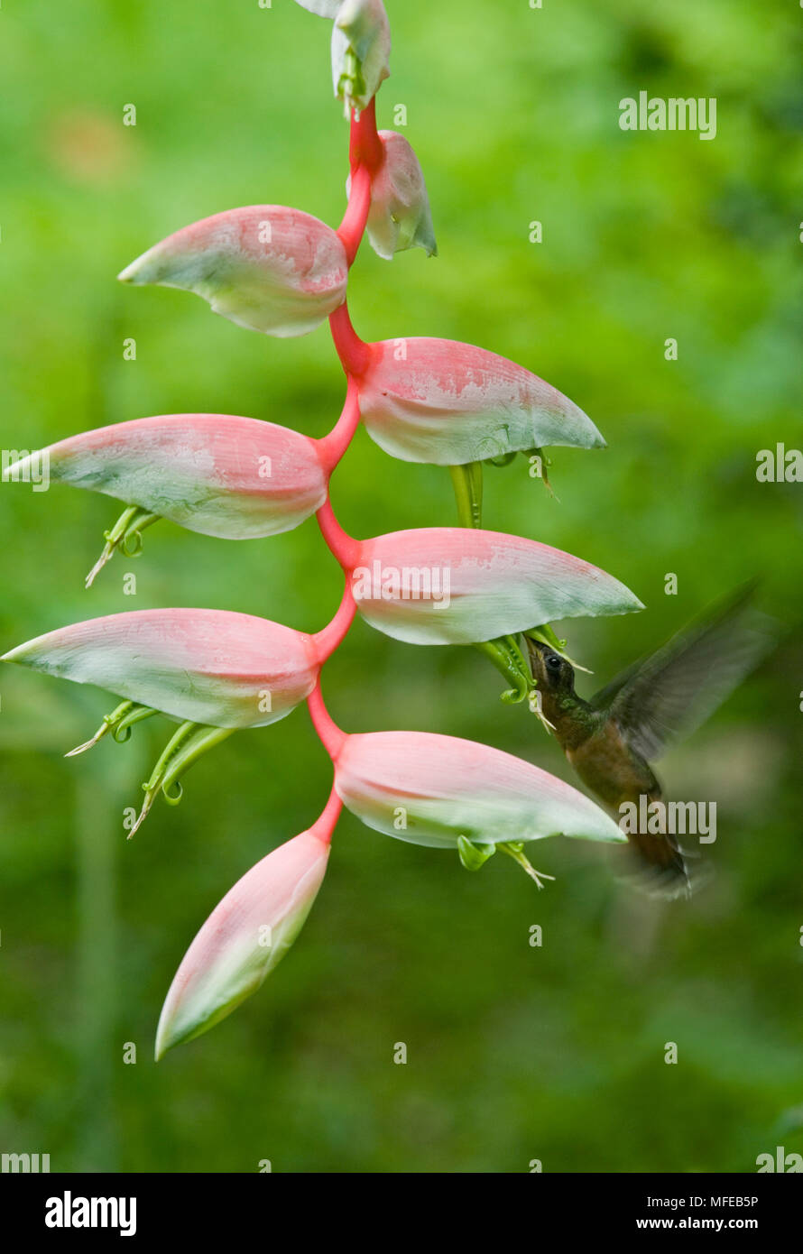 GREEN HERMIT Phaethornis guy feeding at Heliconia flower Trinidad Stock ...