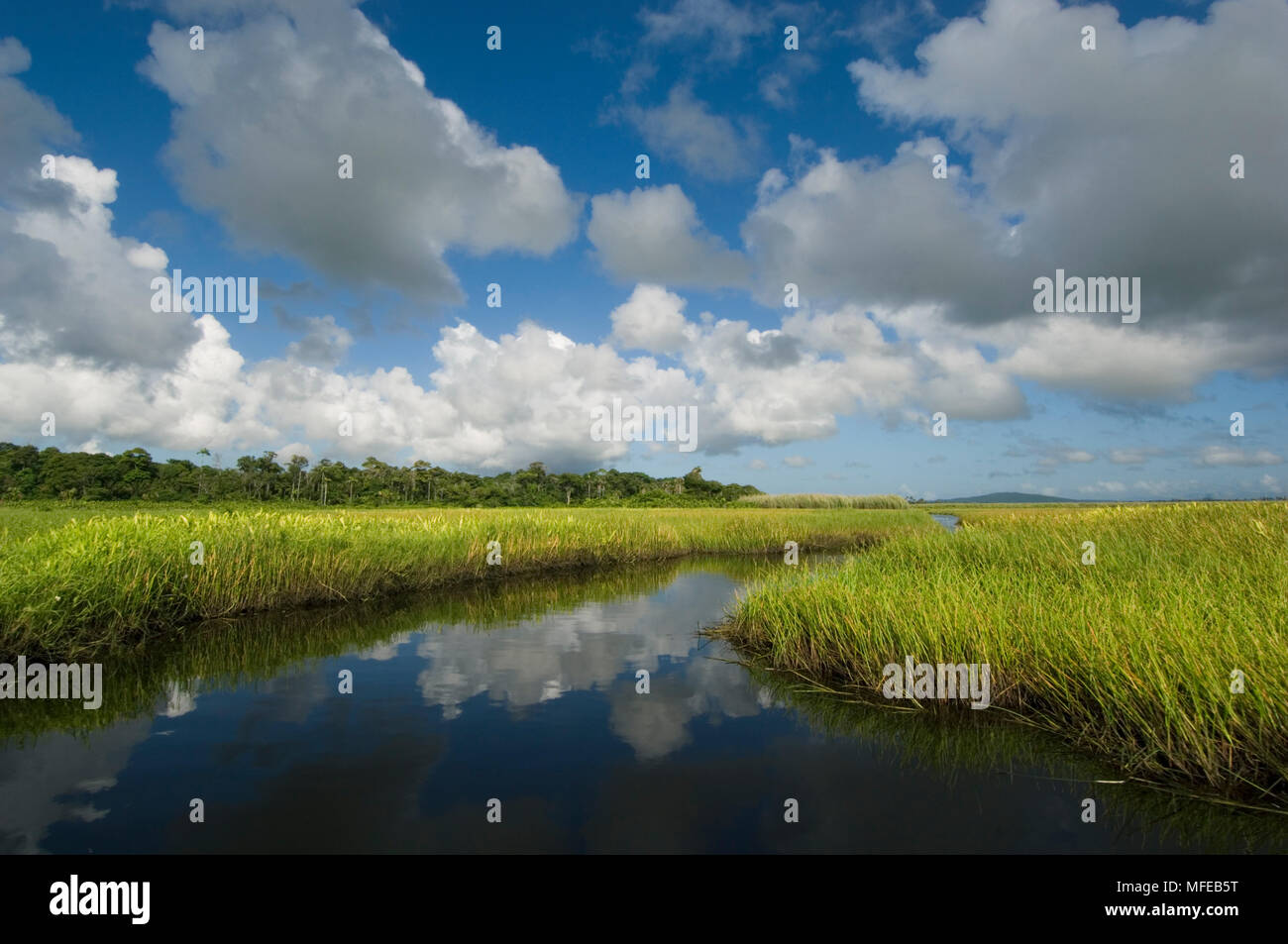 Trinidad nariva swamp hi-res stock photography and images - Alamy