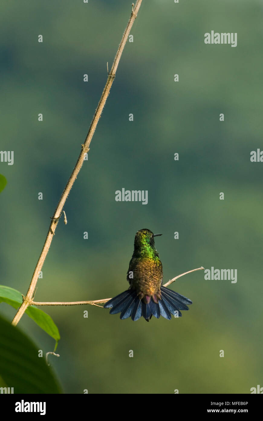 Hummingbirds trinidad hi-res stock photography and images - Alamy