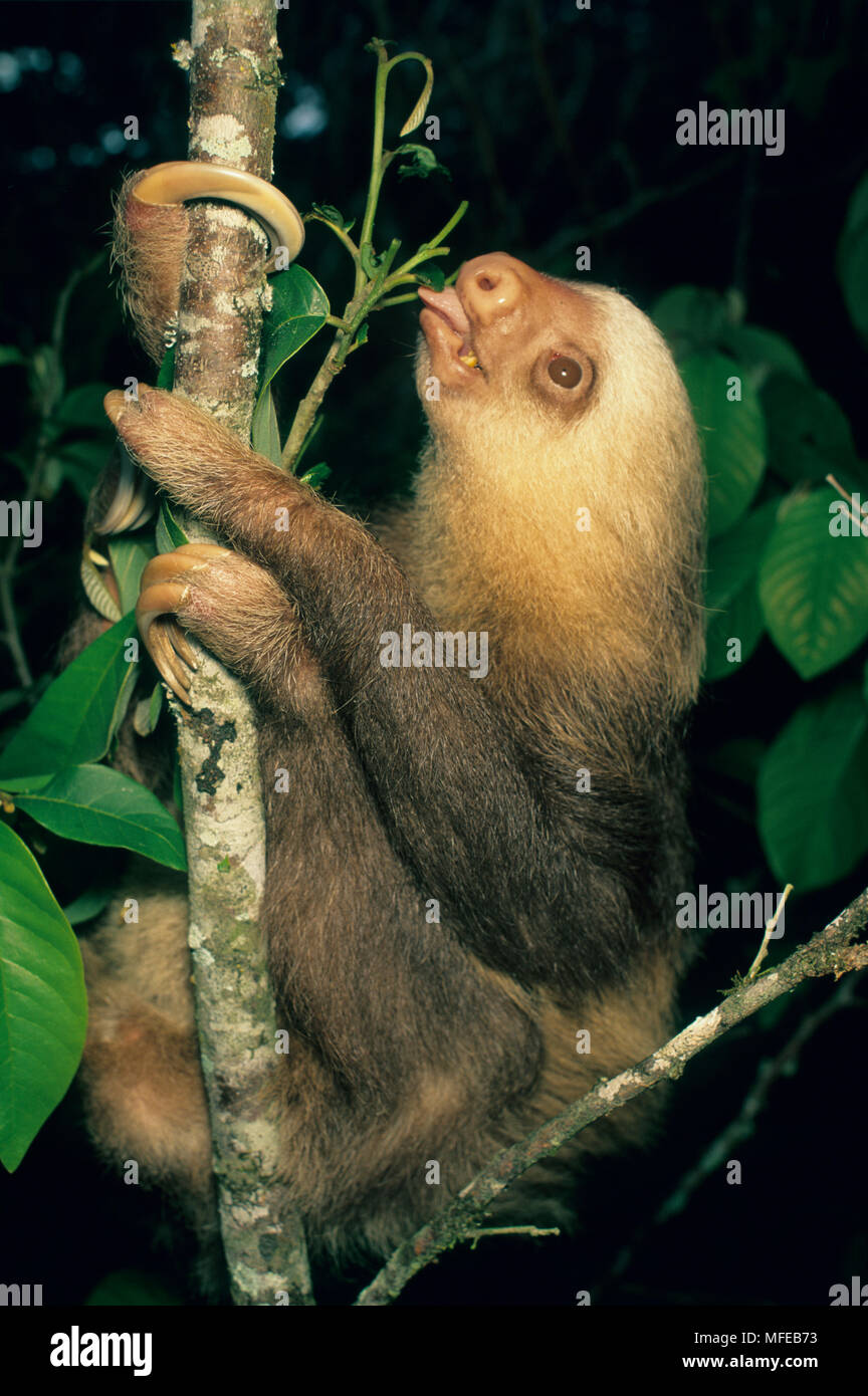 HOFFMAN'S TWO-TOED SLOTH Choloepus hoffmani feeding Monte Verde, Costa ...