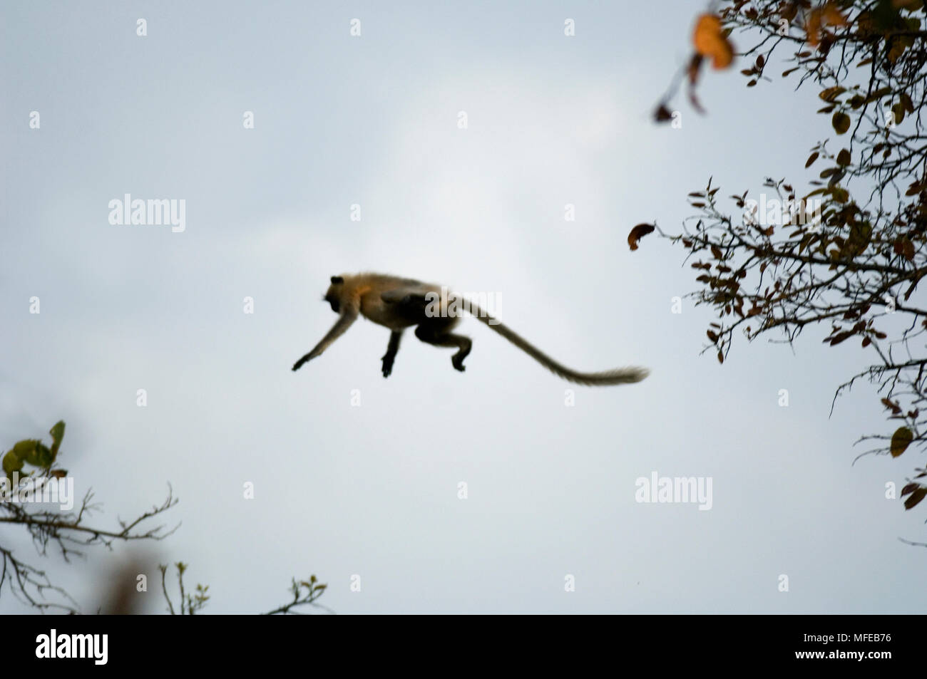 Monkey jumping through trees hi-res stock photography and images - Alamy