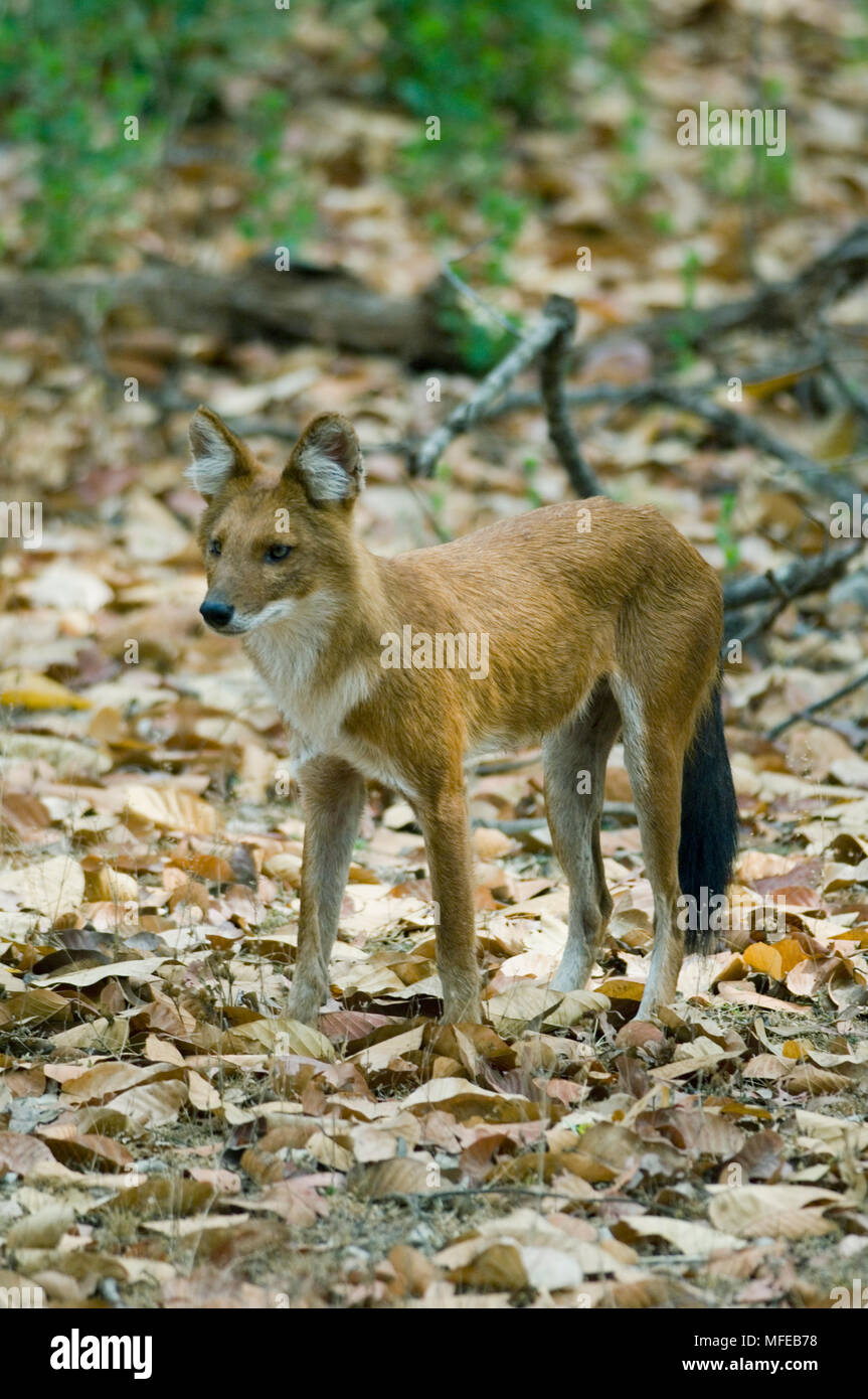 Dholes hi-res stock photography and images - Alamy