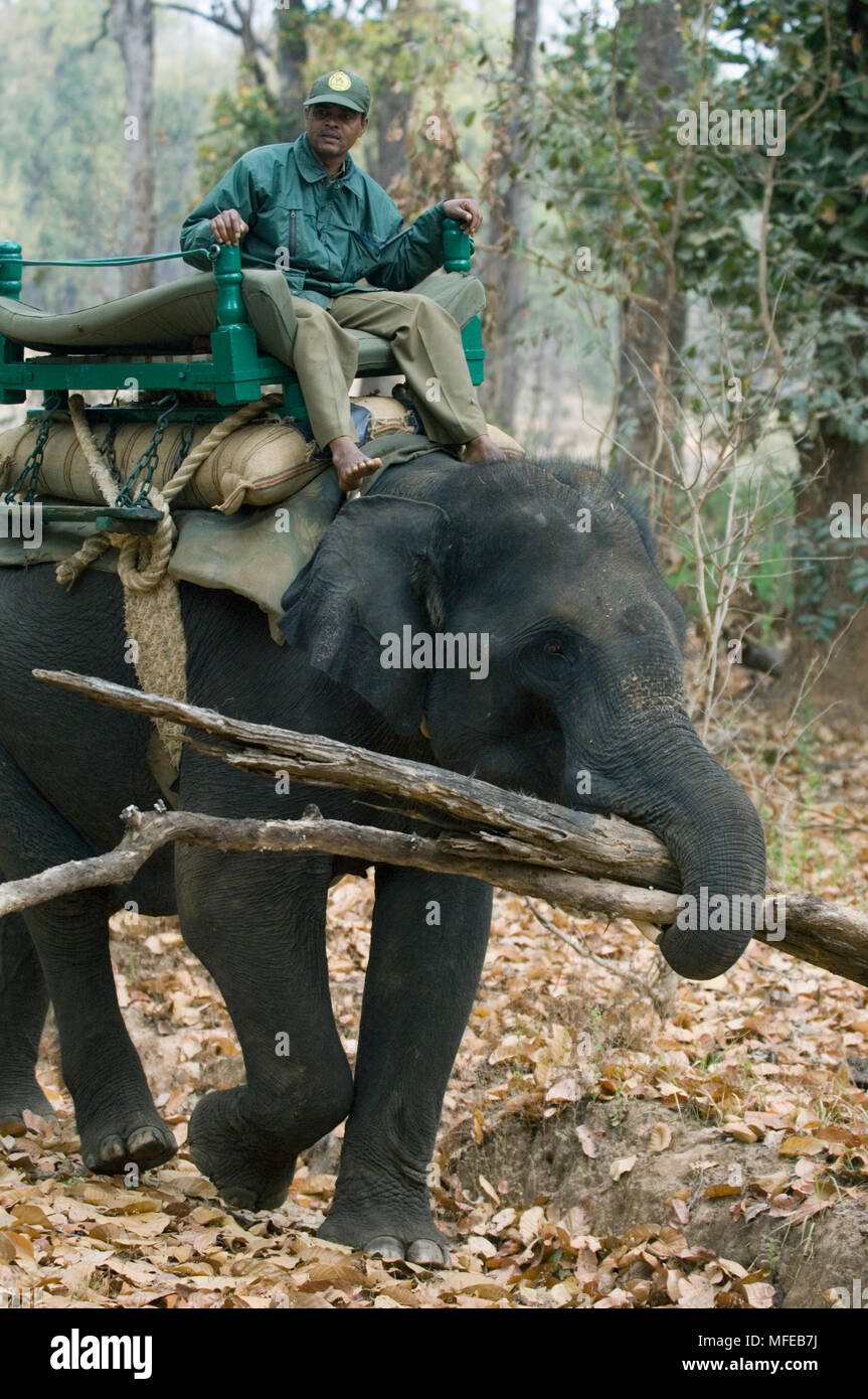 ASIAN ELEPHANT Elephas maximus with park ranger collecting wood on ...