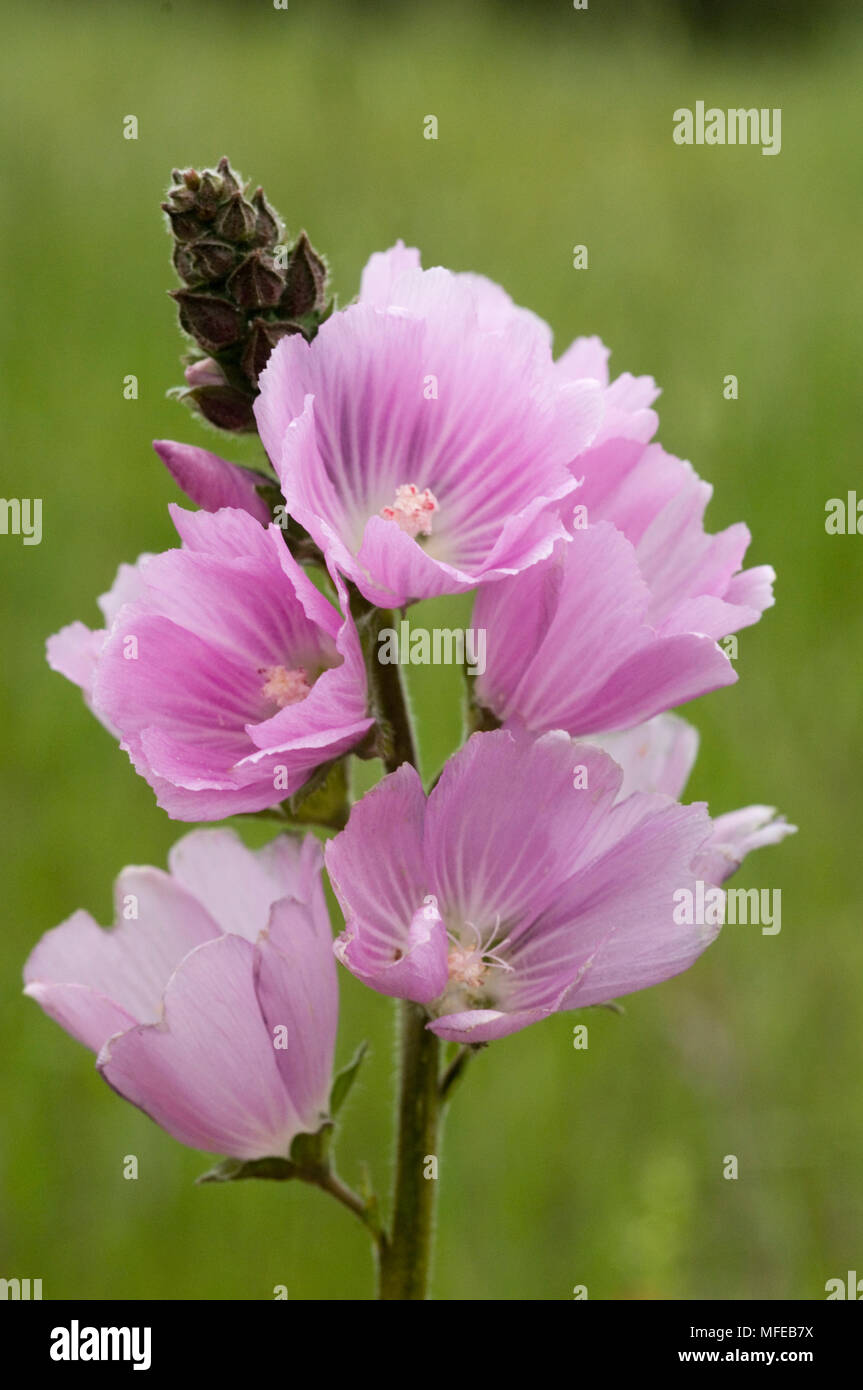 CHECKERBLOOM FLOWERS Sidalcea malviflora California, USA Stock Photo ...