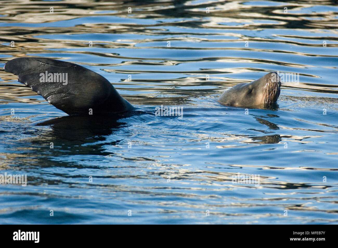 Jug handling hi-res stock photography and images - Alamy