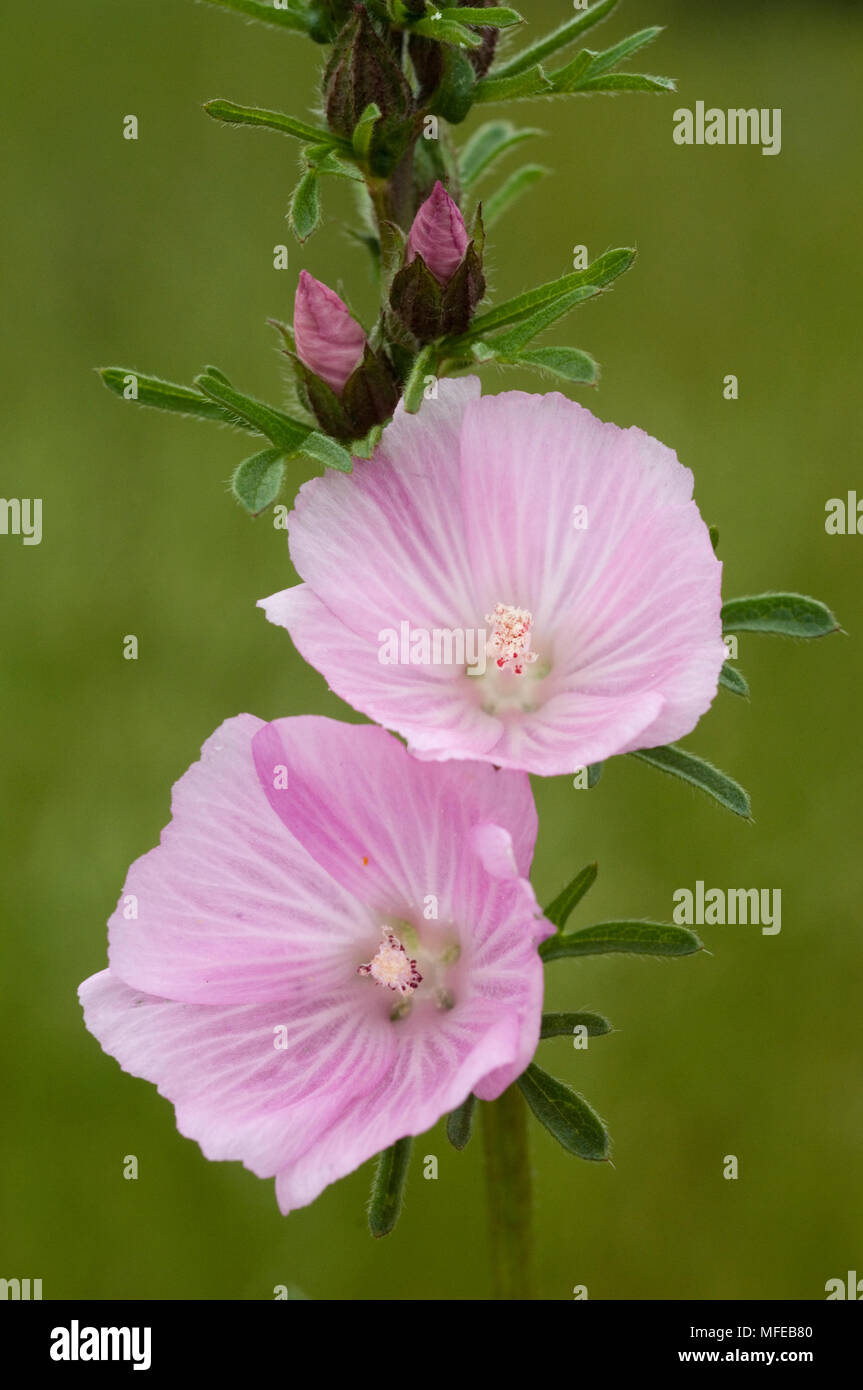 Checkerbloom hi-res stock photography and images - Alamy