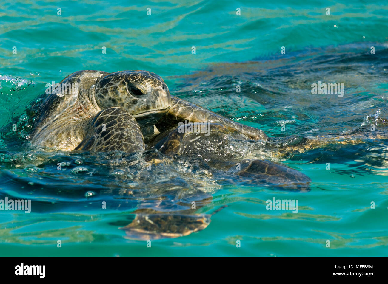 Green sea turtles pair hi-res stock photography and images - Alamy
